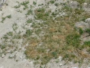 other grass textures - Texturelib
